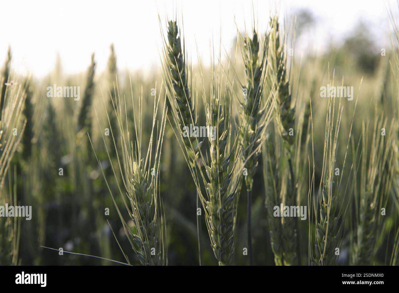 Close ups of wheat crops in field, Agra, Uttar Pradesh, India, Asia ...