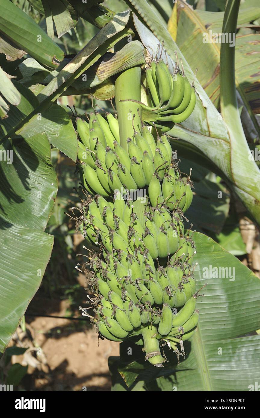 English Name Banana Botanical Name Musa paradisiaca, M balbisiama, M ...