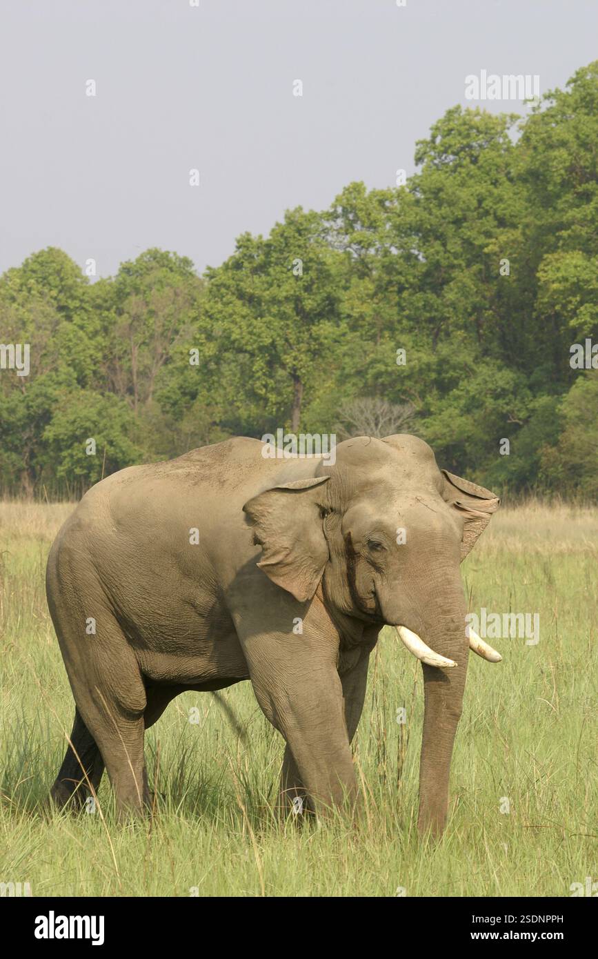 Asiatic Elephant tusker Elephas maximus lone in heat or Musth stage ...
