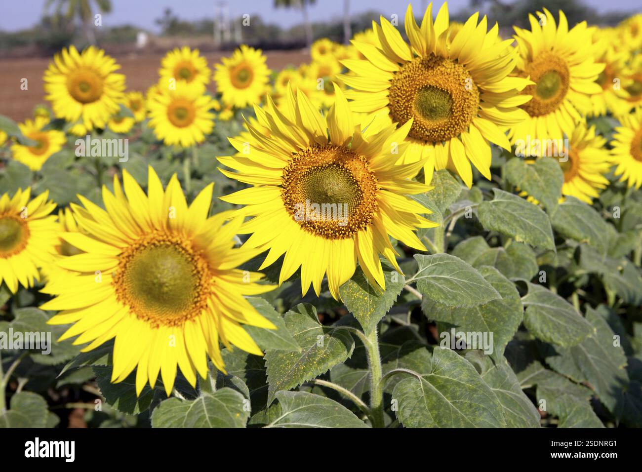Sunflowers growing in field, Karnataka, India, Asia Stock Photo - Alamy