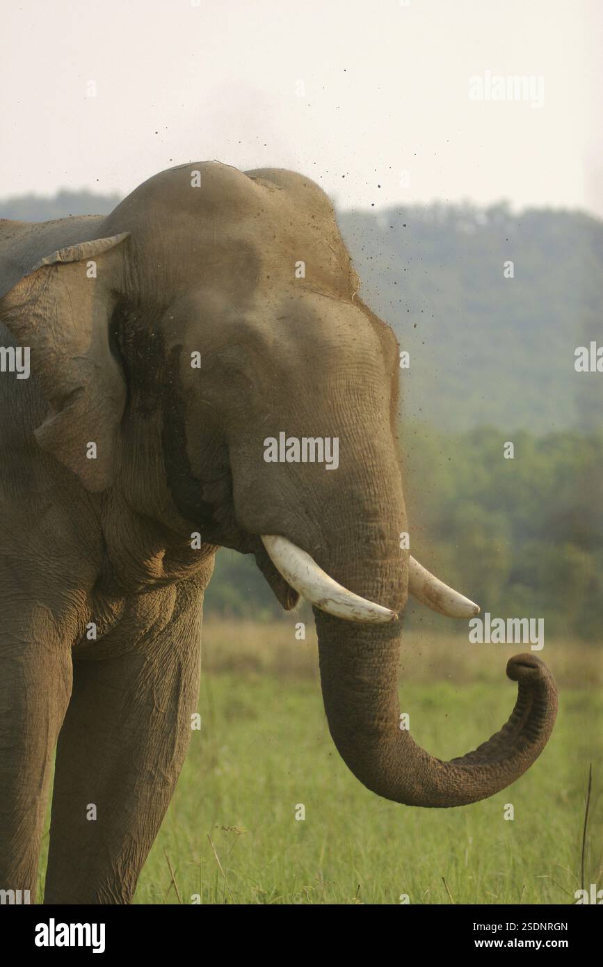 Asiatic Elephant tusker Elephas maximus lone in heat or Musth stage ...