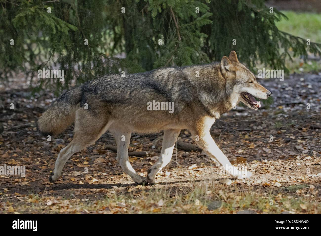 Wolf old animal with tongue stuck out walking in open mouth looking ...