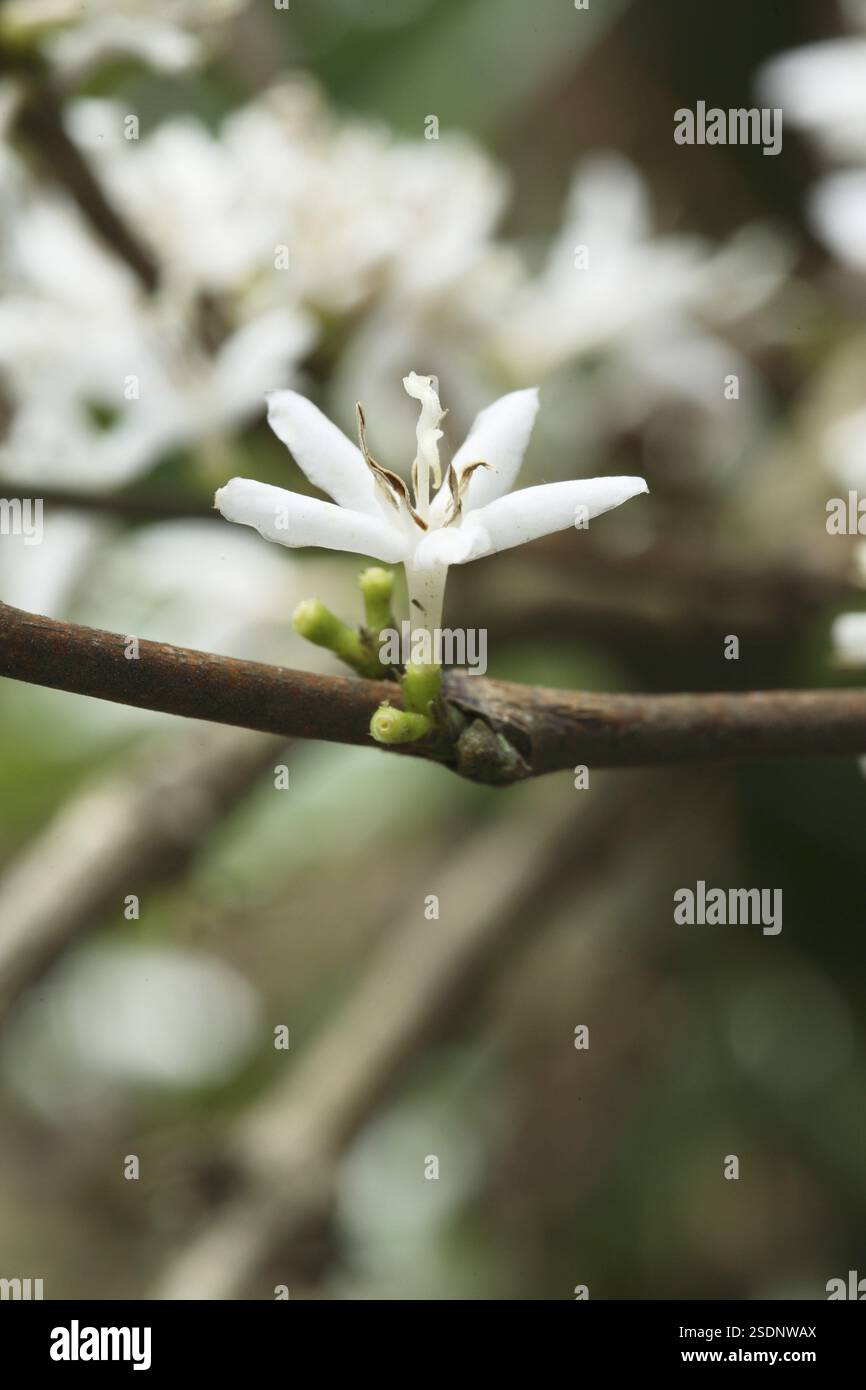 White flower of Coffee plant Botanical name Coffee arabica, Kerala ...