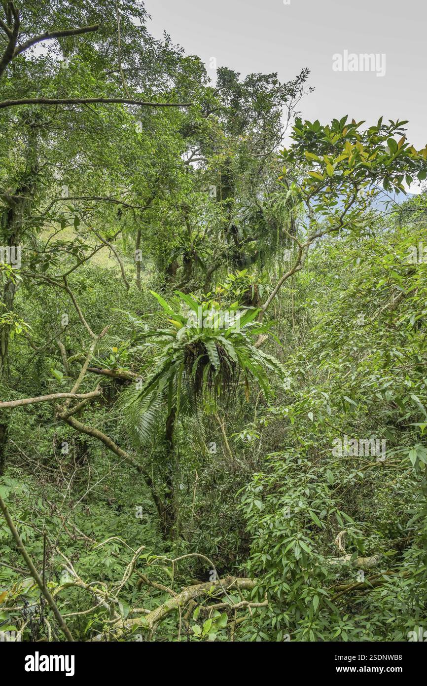 Tropical rainforest in the Chinan National Forest Recreation Area ...