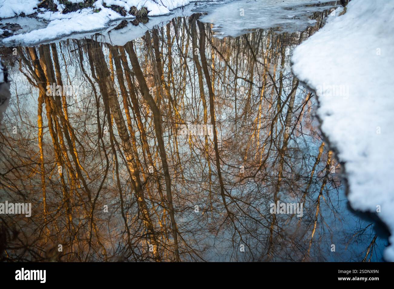 Spring in forest. Reflections in puddle of melted water in early March ...