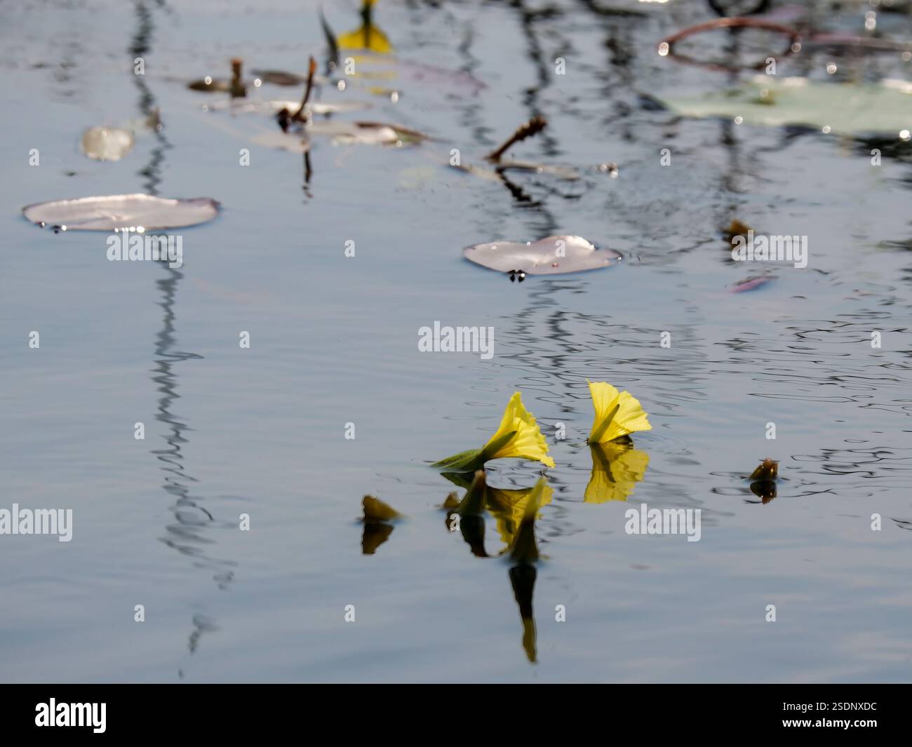 Flowers of the ottelia plant (ottelia ulvifolia) on the water. Taken in ...
