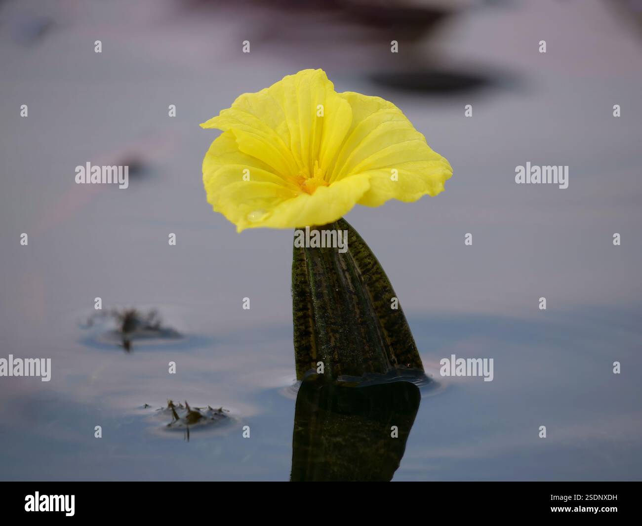 A flower of the ottelia plant (ottelia ulvifolia) on the water. Taken ...