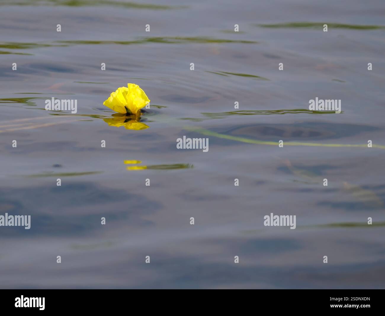 A flower of the ottelia plant (ottelia ulvifolia) on the water. Taken ...