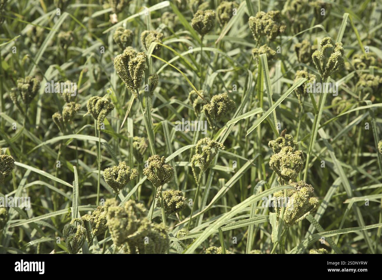 Finger millet Eleusine coracana, Amharic also known as African millet ...