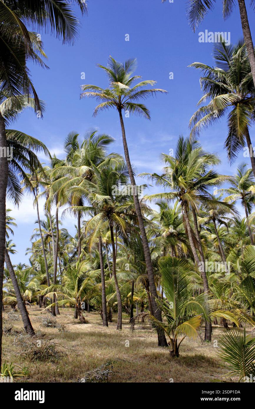 Coconut trees against blue sky, Village Bhogwe, Konkan, District ...
