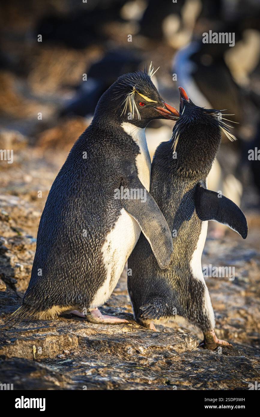 Rockhopper penguins (Eudyptes chrysocome) arguing, Pebble Island ...