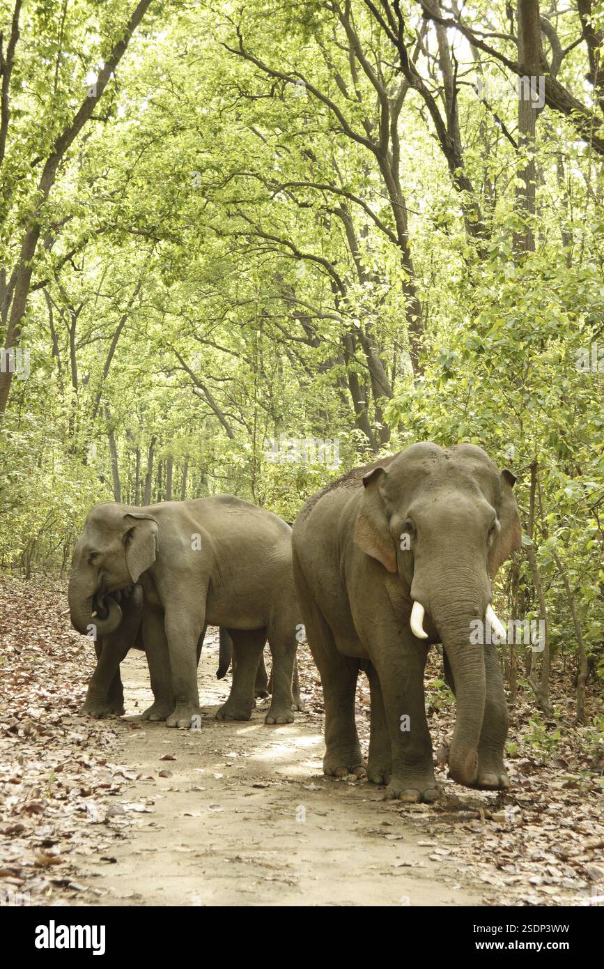 Asiatic Elephants tusker Elephas maximus, Corbett Tiger Reserve ...