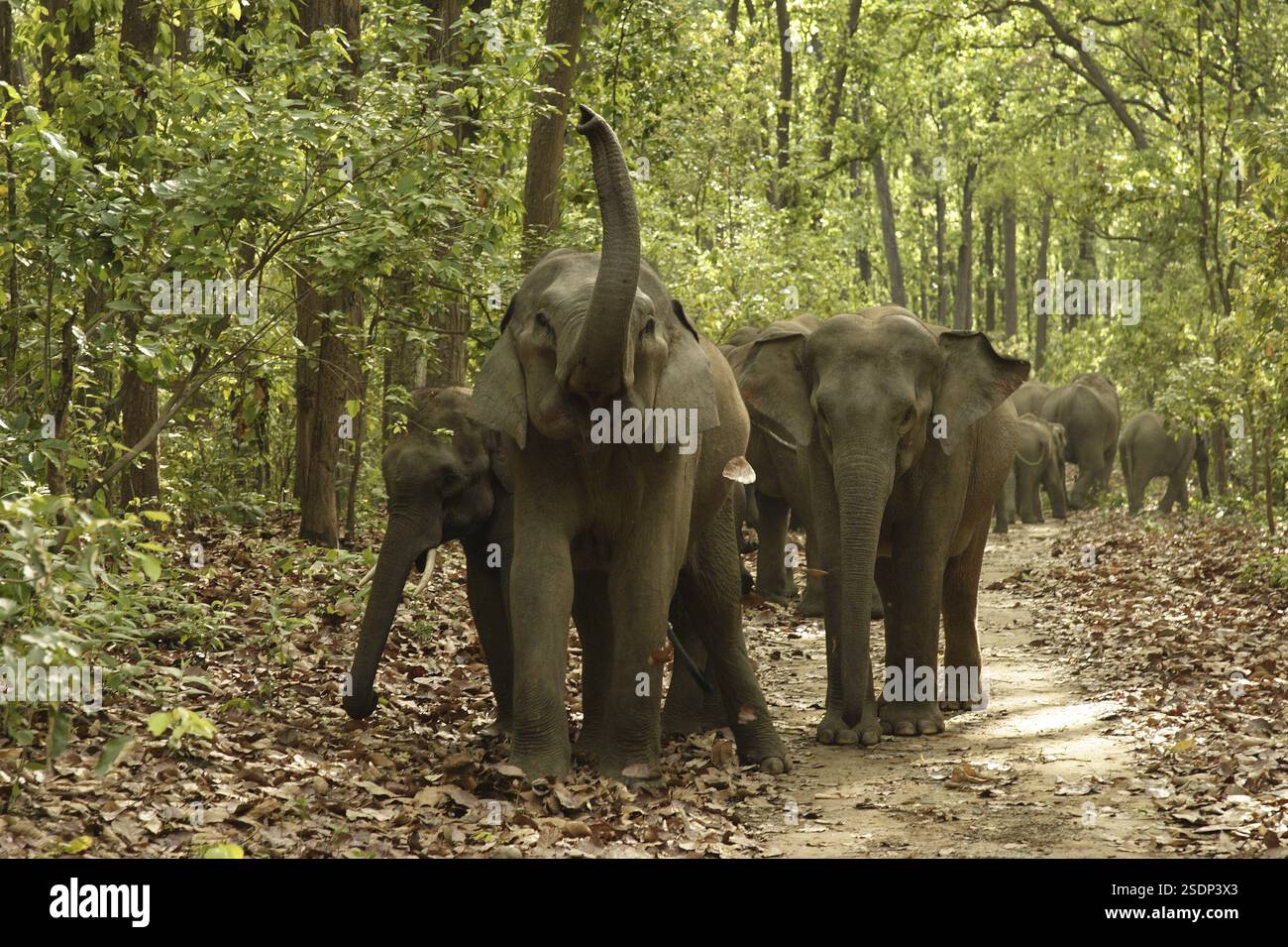 Herd of Asiatic Elephant Elephas maximus one of them shouting, Corbett ...