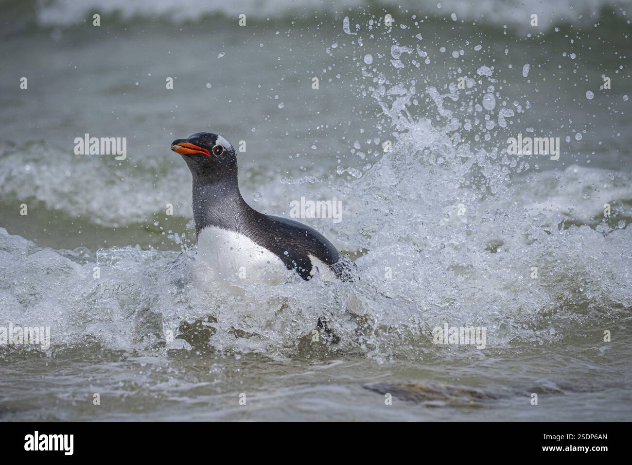 A gentoo penguin (Pygoscelis papua) landing on a beach, Pebble Island ...