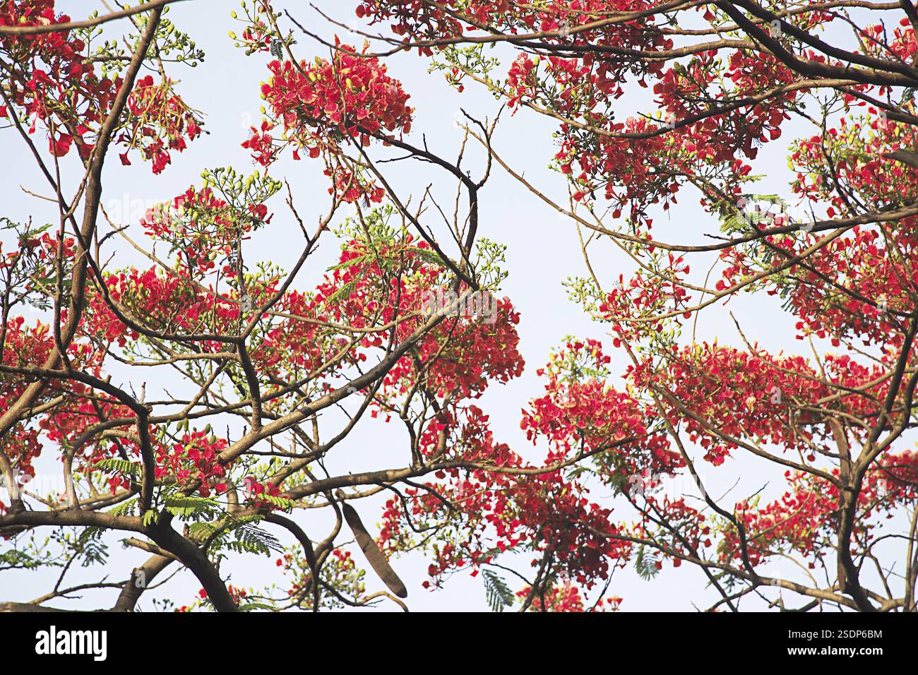Green leaves and red flower of gul mohur tree delonix regia, Grant Road ...