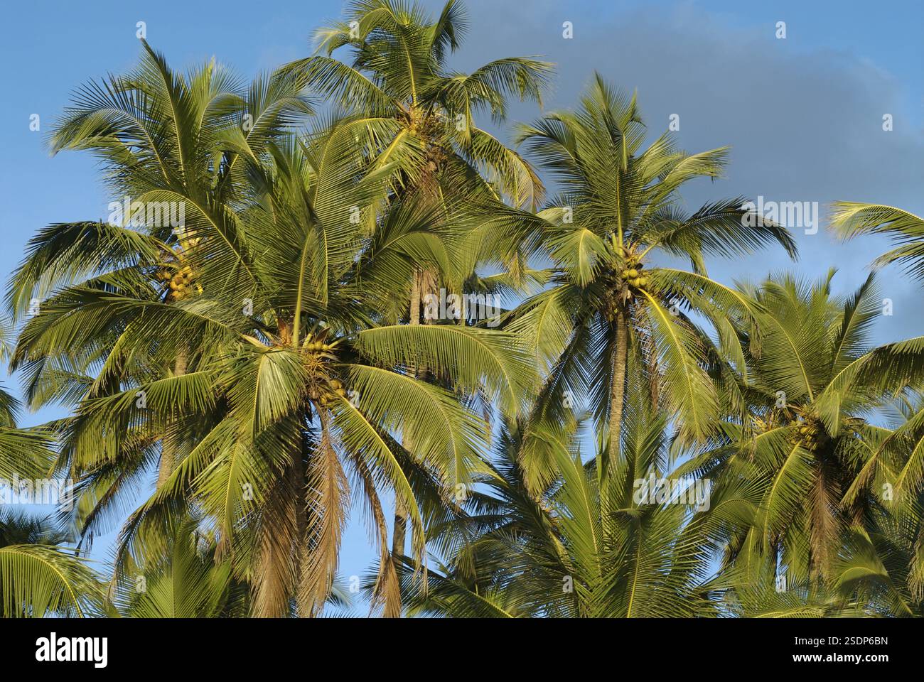 Coconut trees at Palolem beach, Goa, India, Asia Stock Photo - Alamy