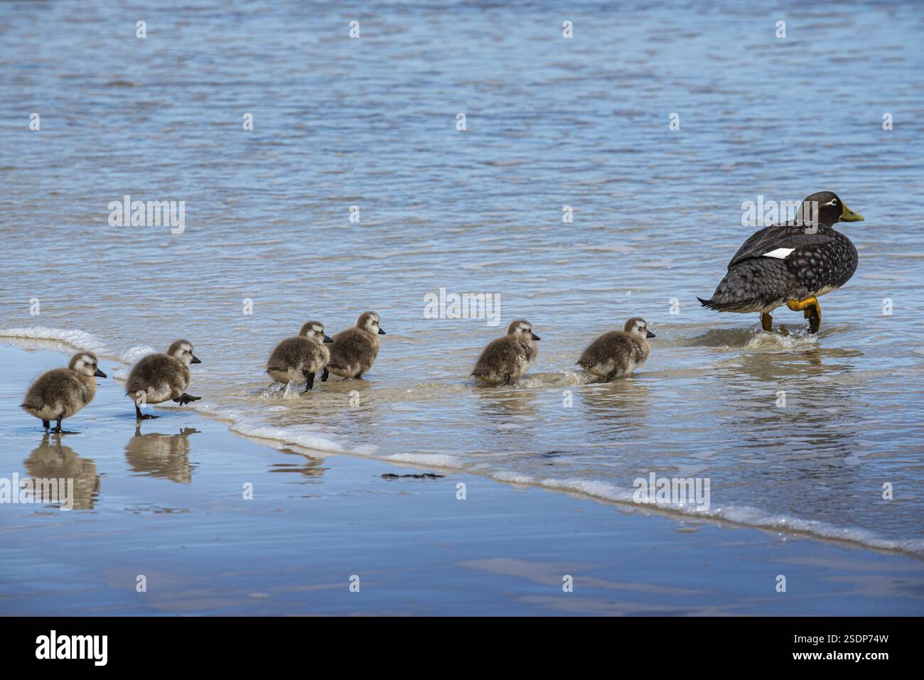 Falkland Steamer Duck (Tachyeres brachydactyla), female with chicks ...