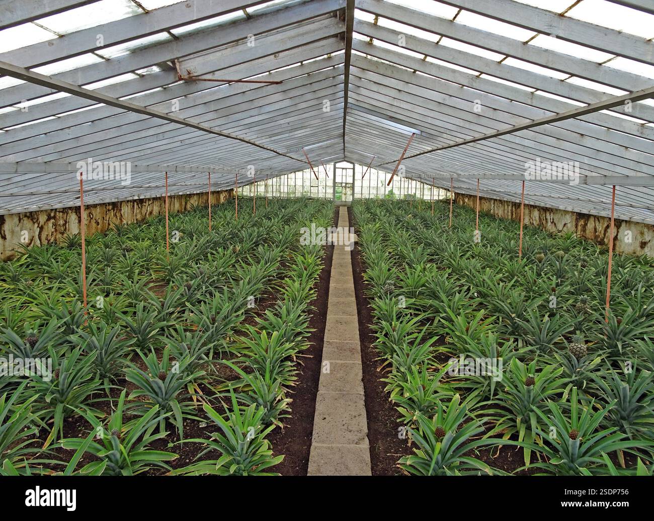 Portugal, Azores Island, Sao Miguel, Greenhouse, Pineapple plantation ...