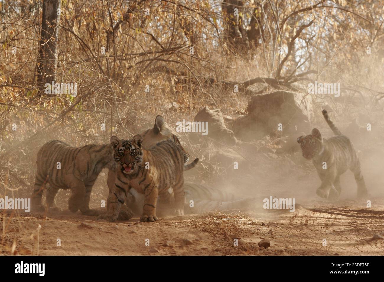 Tigress with cubs Panthera tigris sitting, Ranthambore National Park ...