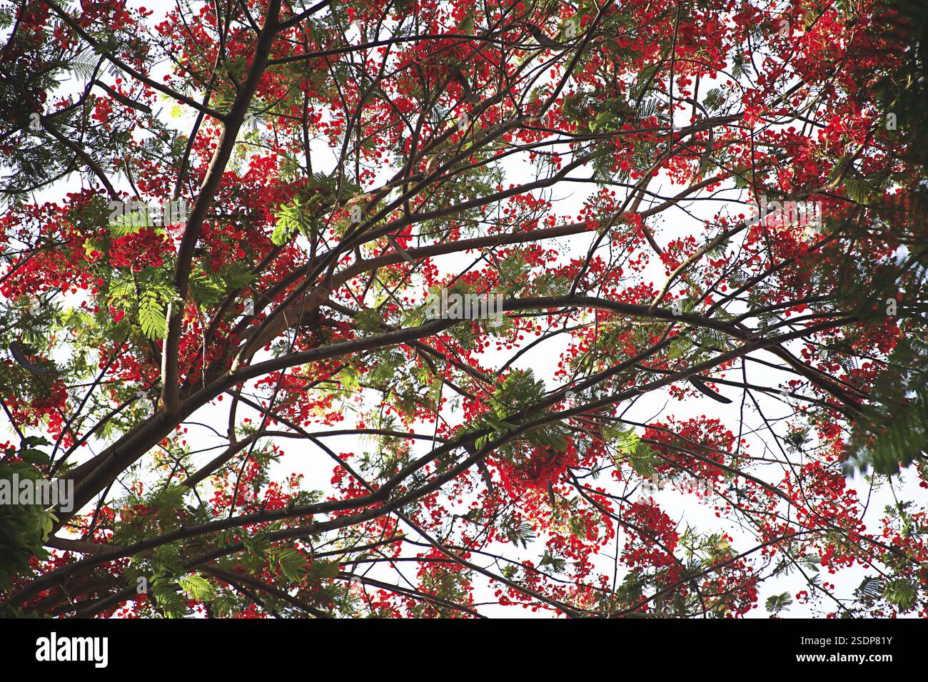 Green leaves and red flower of gul mohur tree delonix regia, Grant Road ...