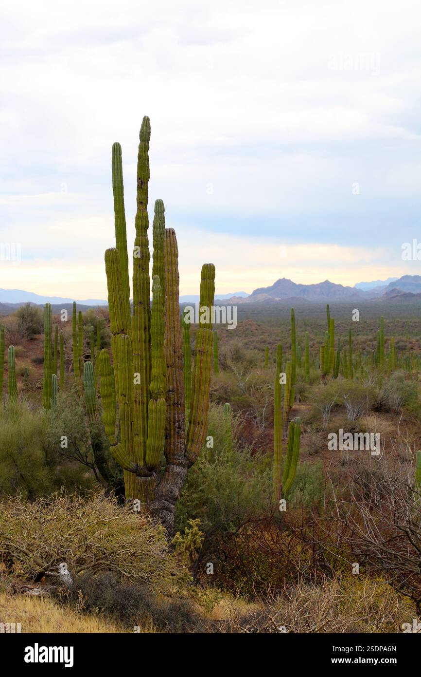 Saguaro cacti in landscape Baja California Sur, Mexico Stock Photo - Alamy