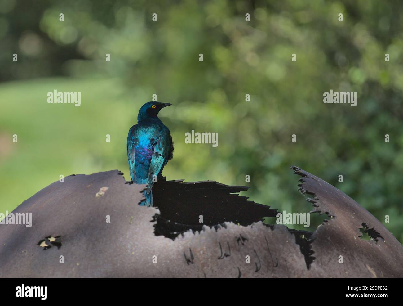 greater blue eared glossy starling perched and standing alert in the ...