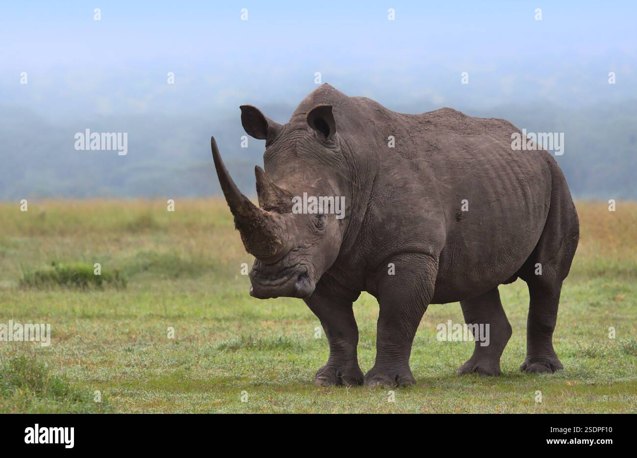 southern white rhino standing alert in a misty morning in the wild ...
