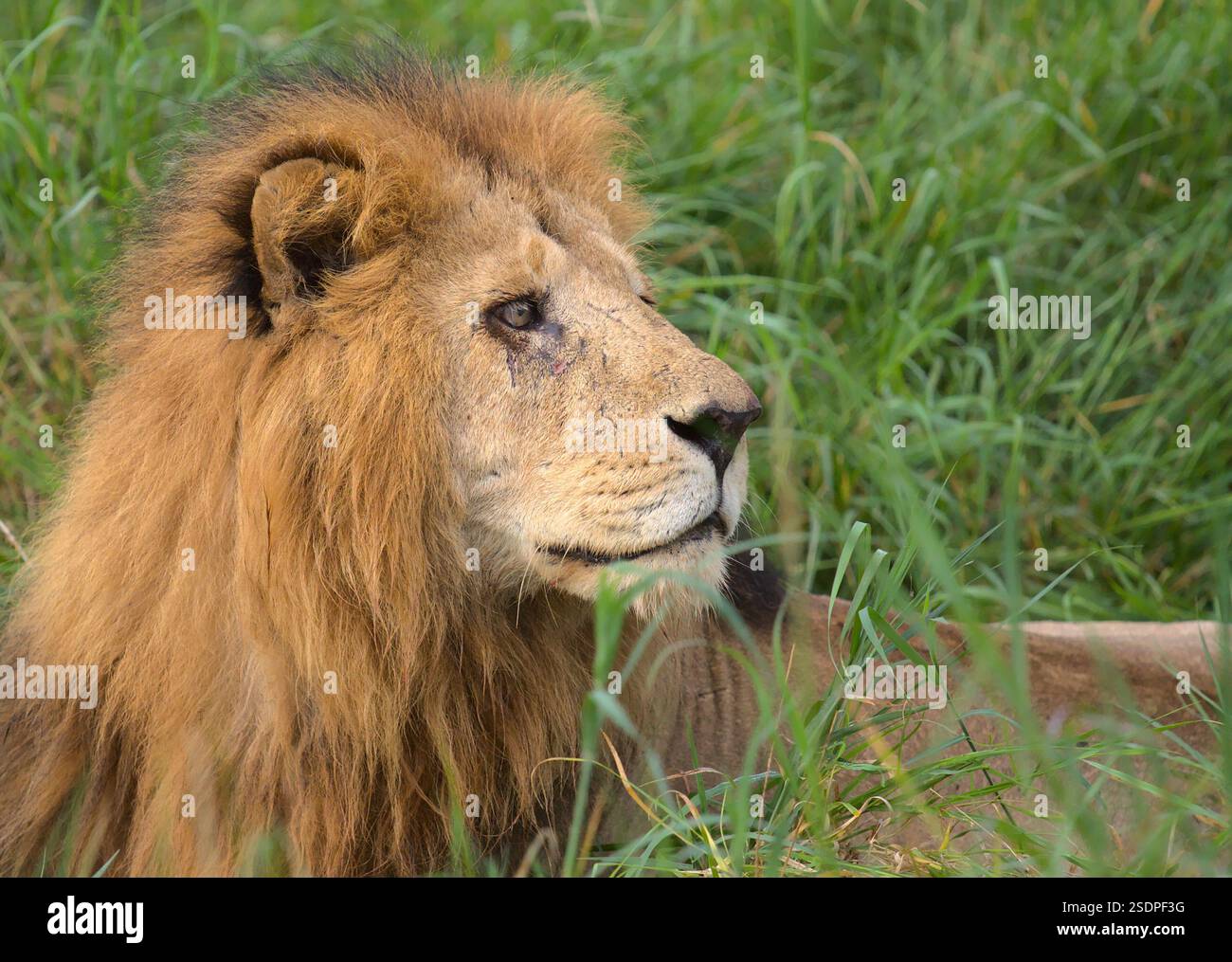 side profile of male lion with luscious mane sitting alert in the grass ...