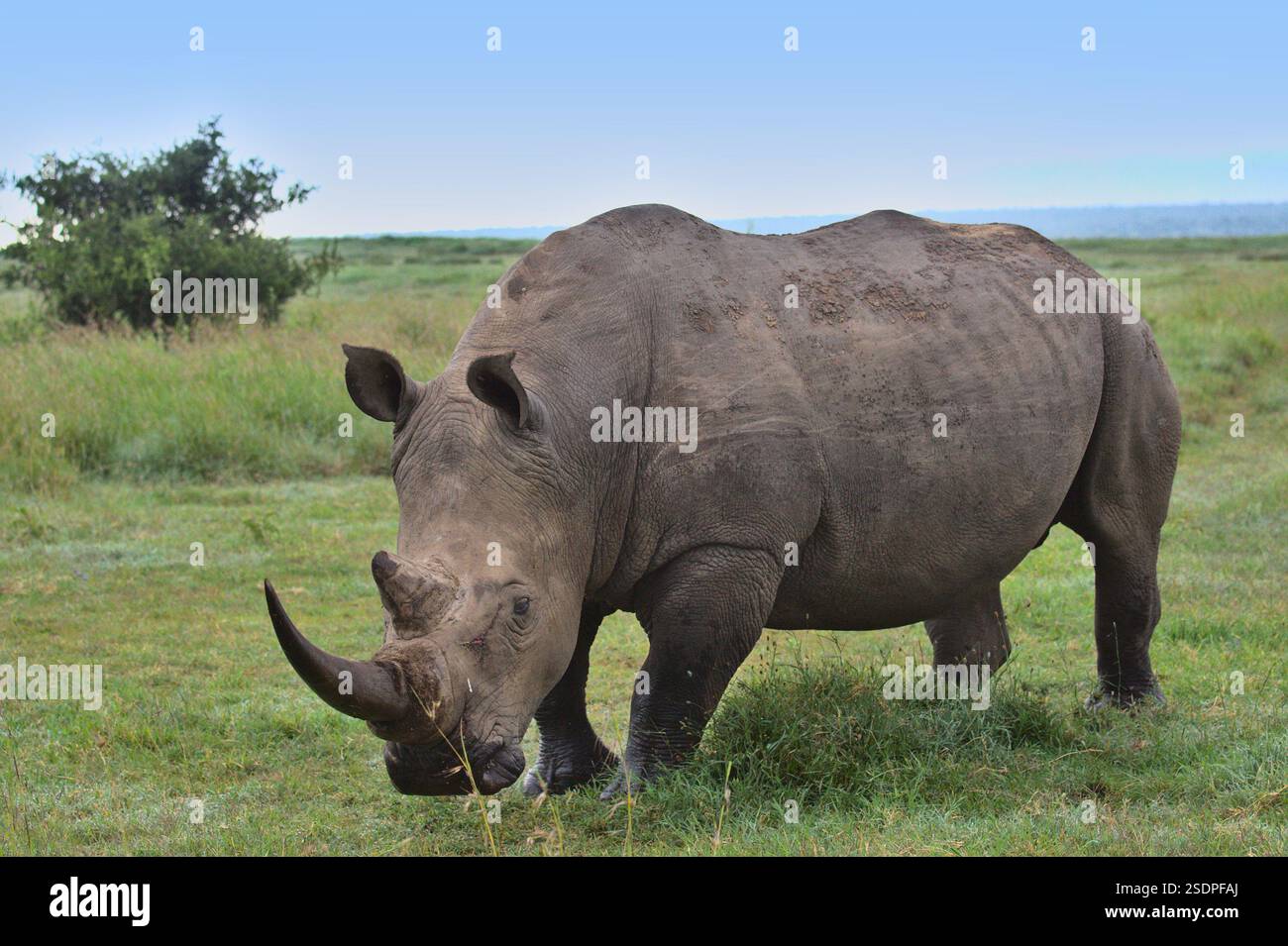 scarred male southern white rhino with blood on face walking after ...