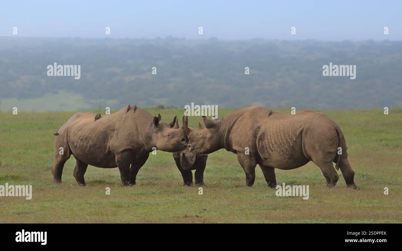 crash of rhinos gathering with their horns touching in the wild plains ...