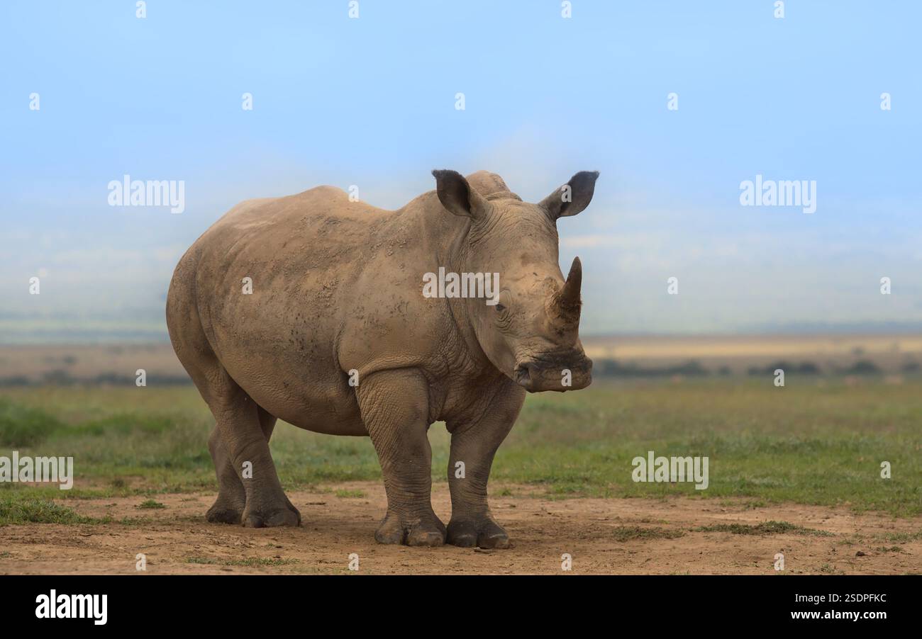 single cute and curious southern white rhino calf standing alert in the ...