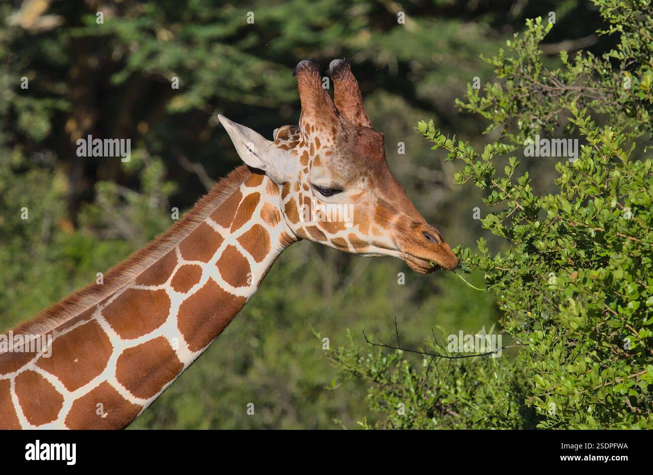 reticulated giraffe reaches for and snaps off twigs and leaves off an ...