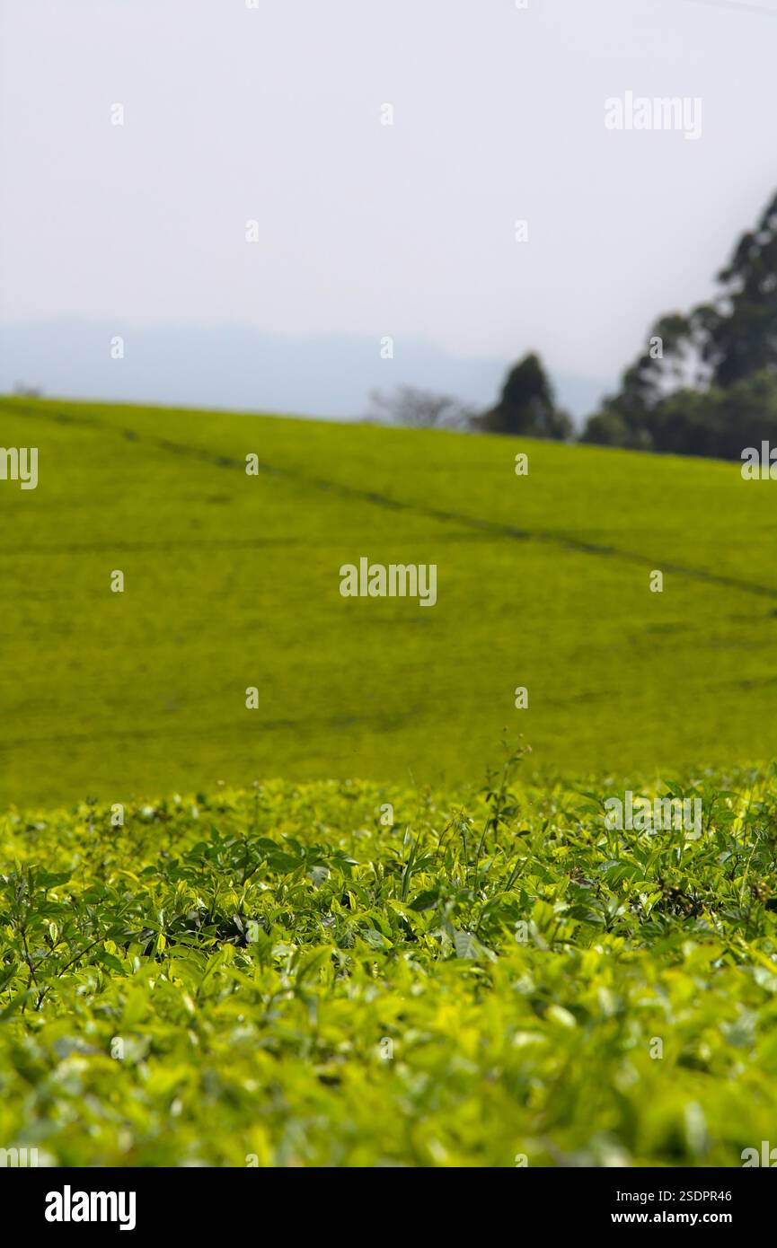 tea plantation in kiambu kenya with bushes and trees blurred in the ...