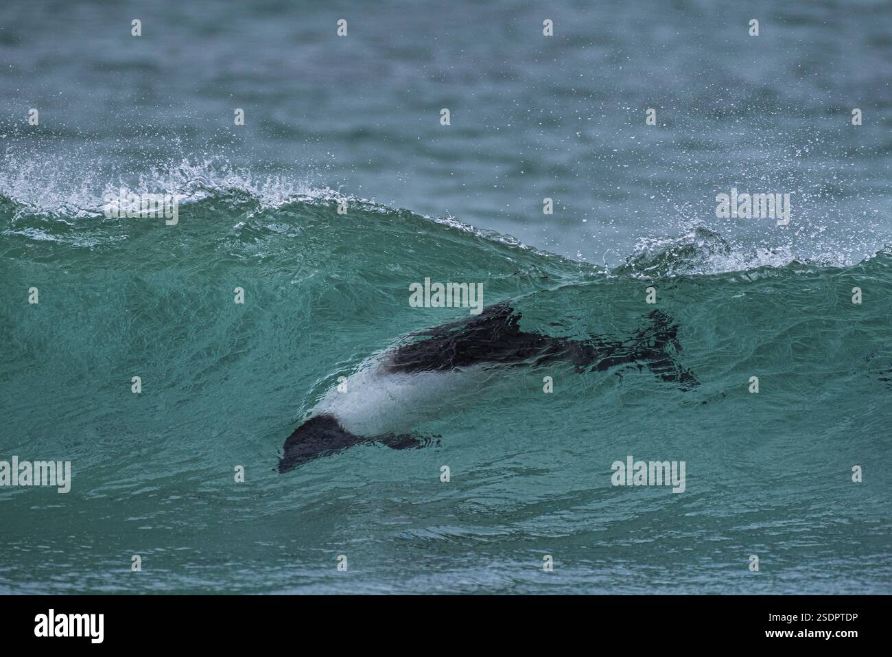 Commerson's dolphin (Cephalorhynchus commersonii), also known as ...