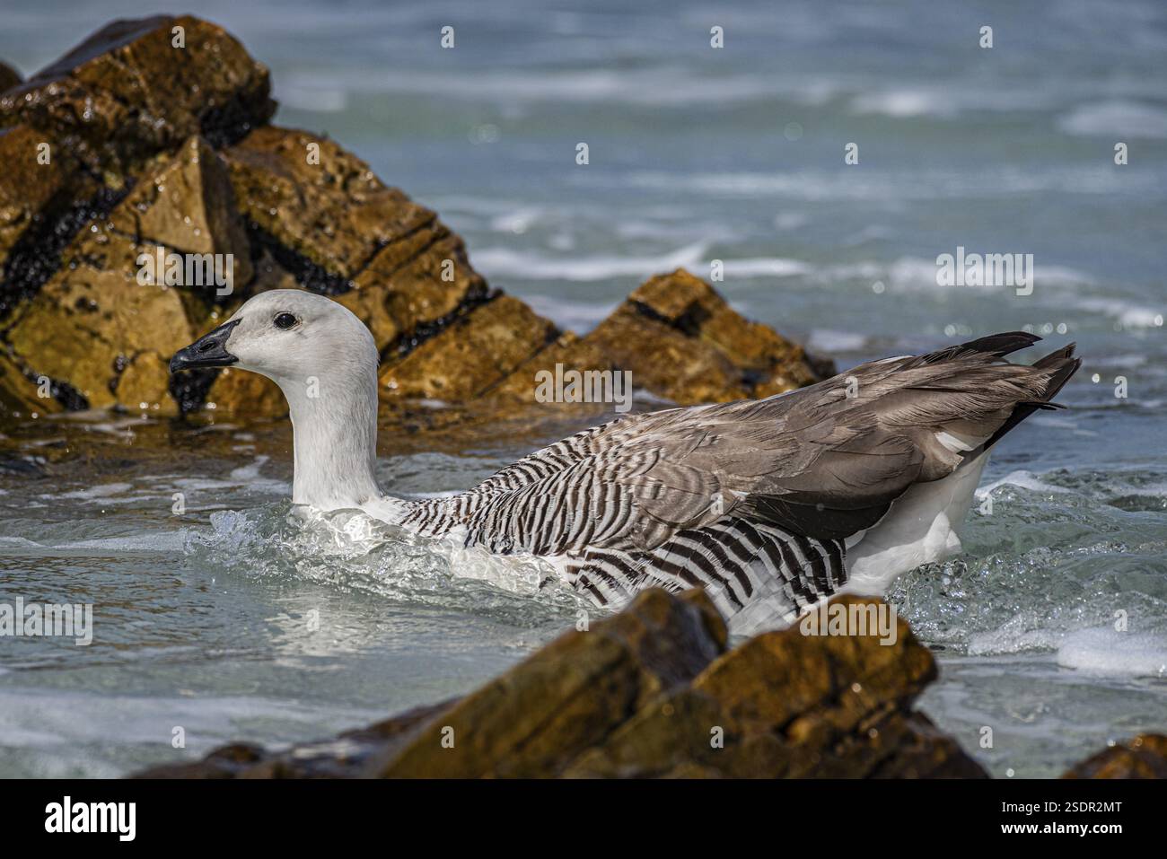 Magellanic Goose (Chloephaga picta), also known as Highland Goose or ...