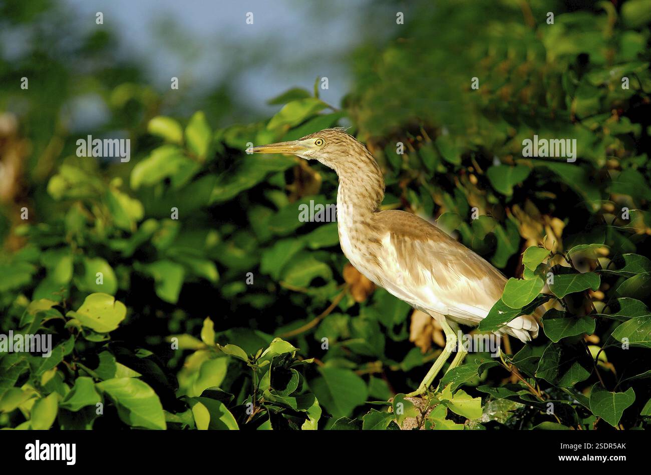 Birds, Paddy or Indian Pond Heron Ardeola grayii Stock Photo - Alamy
