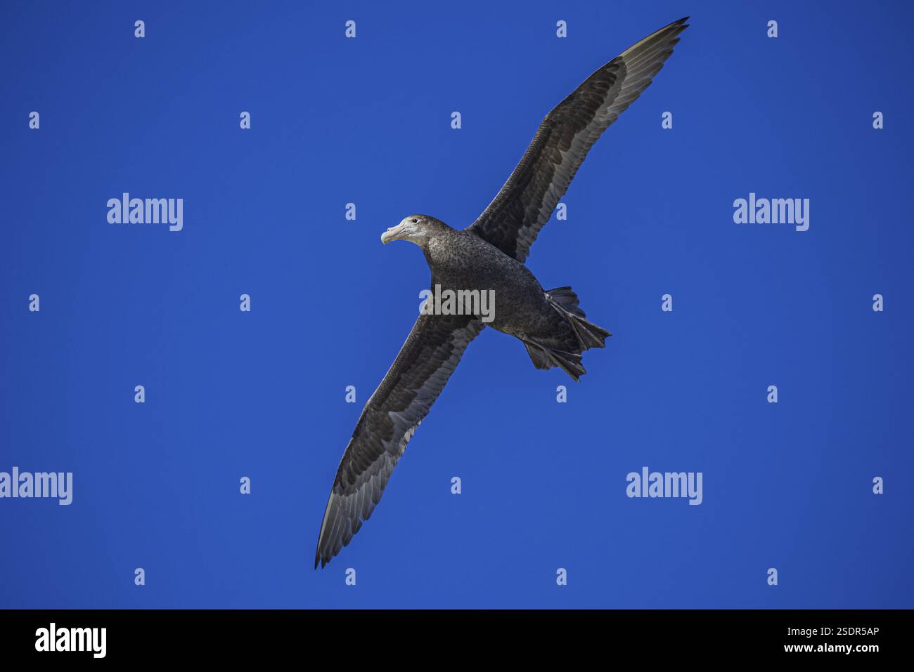 Southern Giant Petrel (Macronectes giganteus), in flight, Pebble Island ...