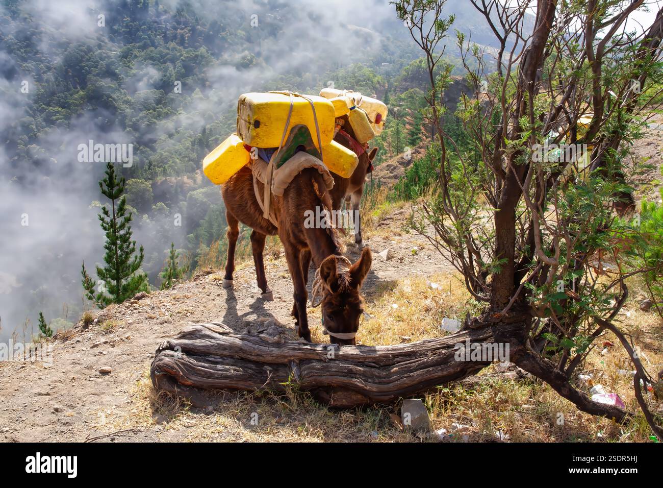 Donkeys carrying goods walk along a picturesque mountainside path ...
