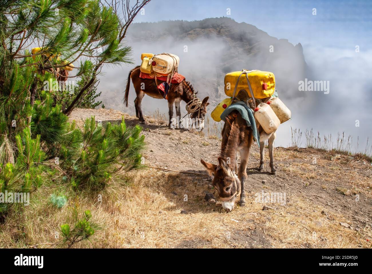 Donkeys carrying goods walk along a picturesque mountainside path ...