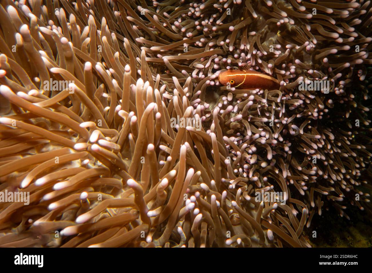Orange anemonefish, or orange skunk clownfish, Amphiprion sandaracinos ...