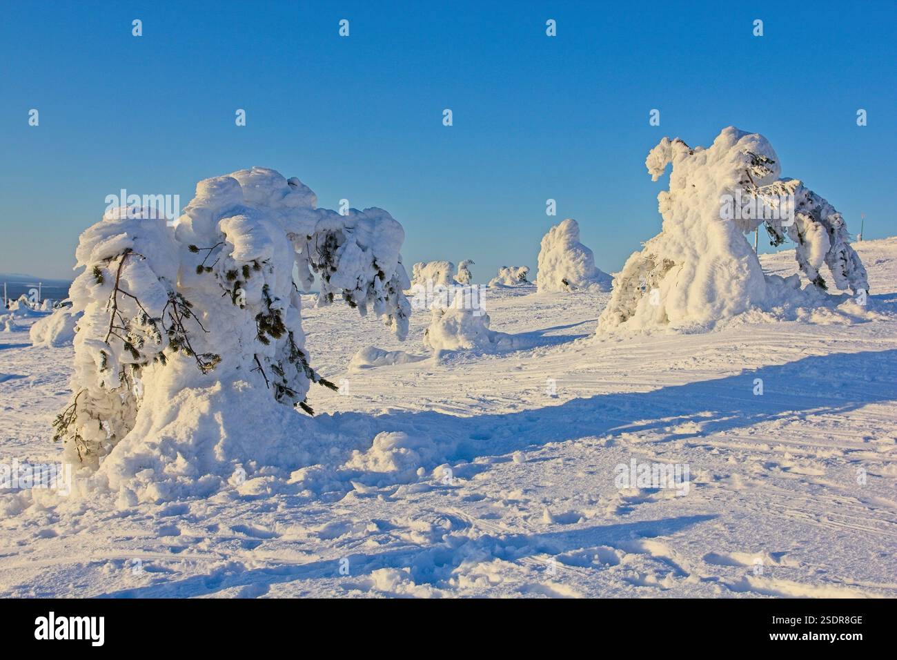 Snow covered trees on top of Ylläs fell in Lapland, Finland. A winter ...
