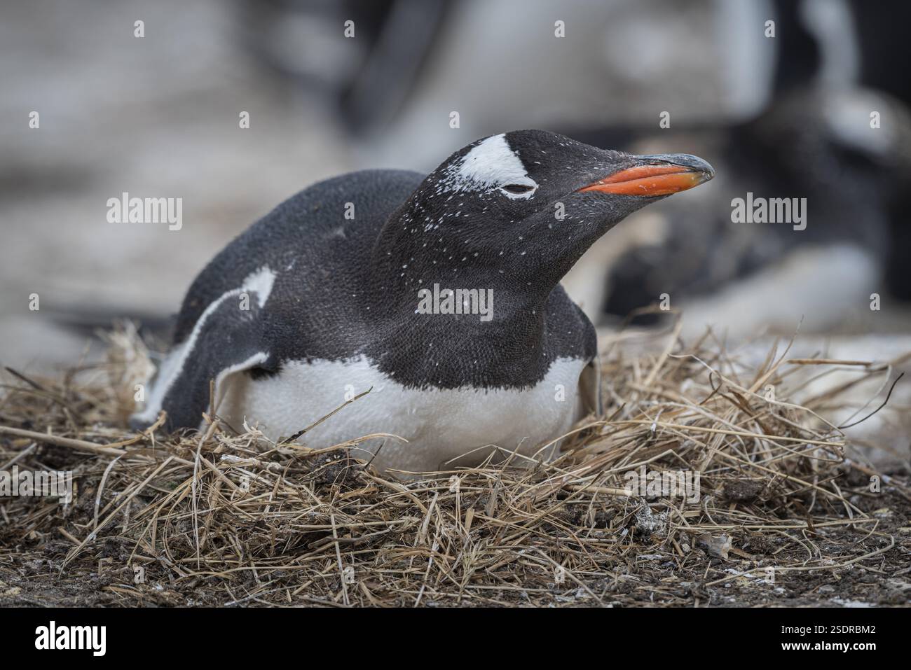 Gentoo penguin (Pygoscelis papua) breeding, Pebble Island, Falkland ...