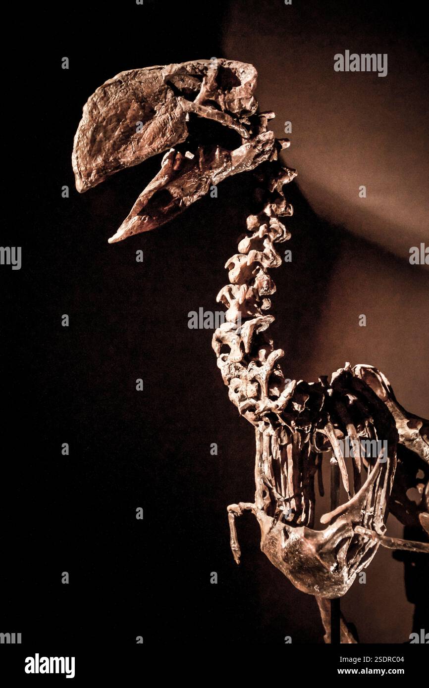 Diatryma., Eocene (Tertiary Period) 60 million years ago, Dinòpolis ...