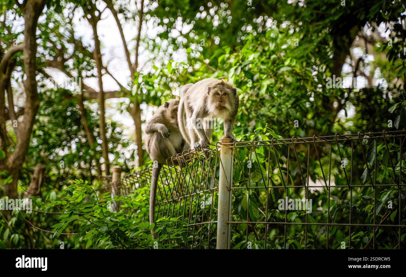Wild monkeys traverse a metal fence amidst tropical greenery in Bali ...