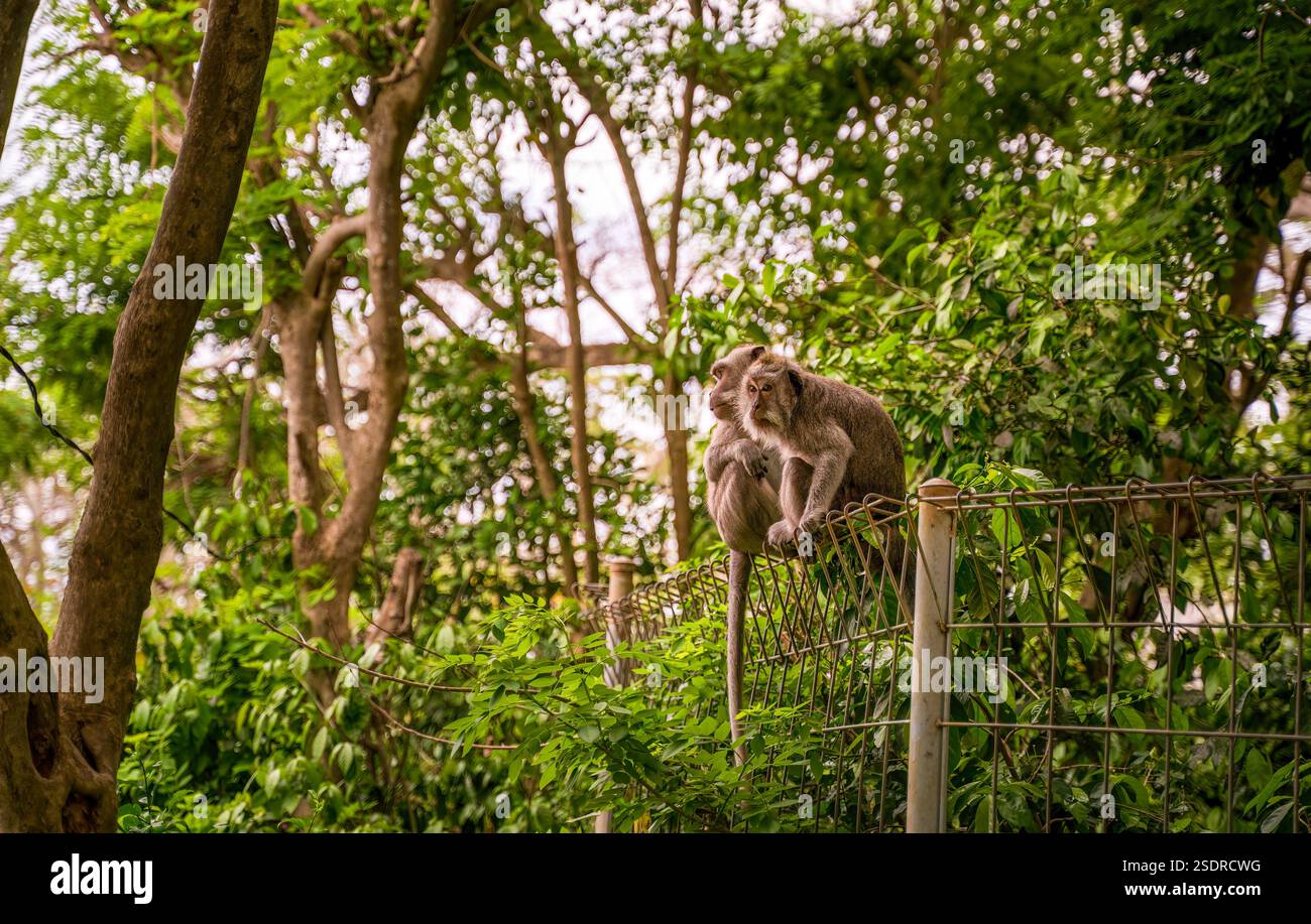 A curious Balinese monkey, with expressive eyes and detailed fur ...