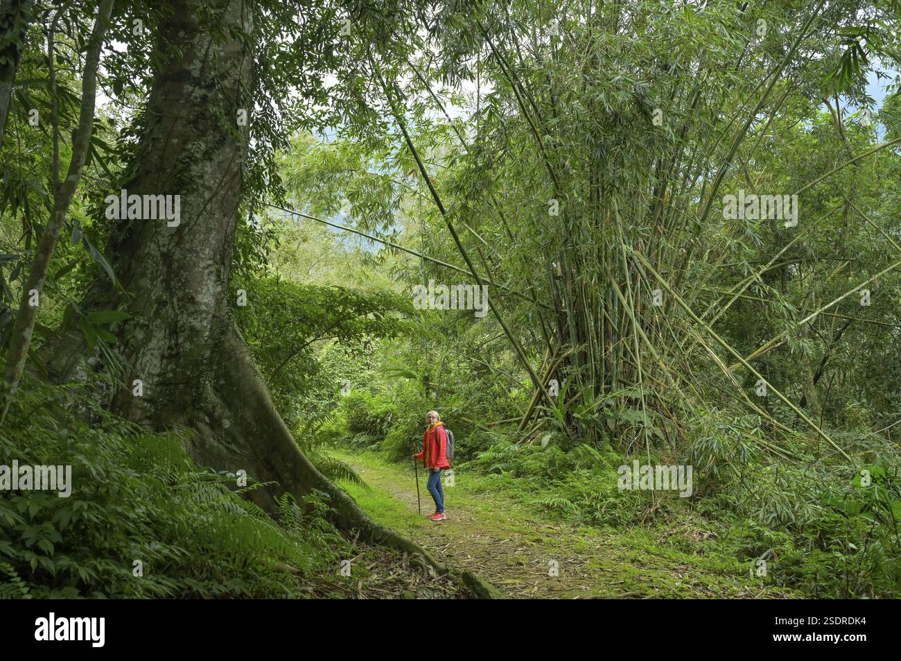 Hiking trail to Mount Liyu, tropical rainforest in Chinan National ...