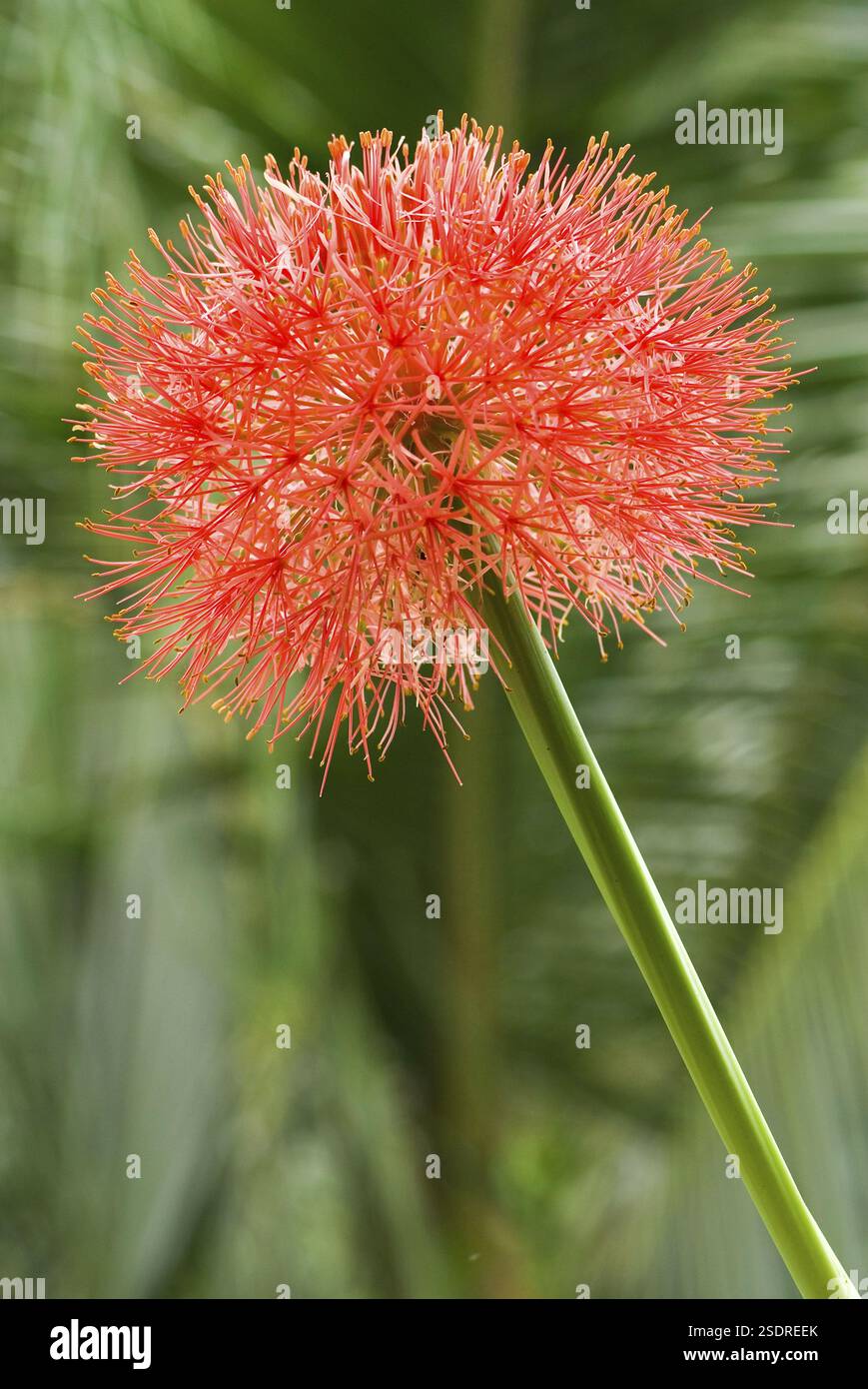 Fireball lily called football lily flower Haemanthus multiflorus Stock ...