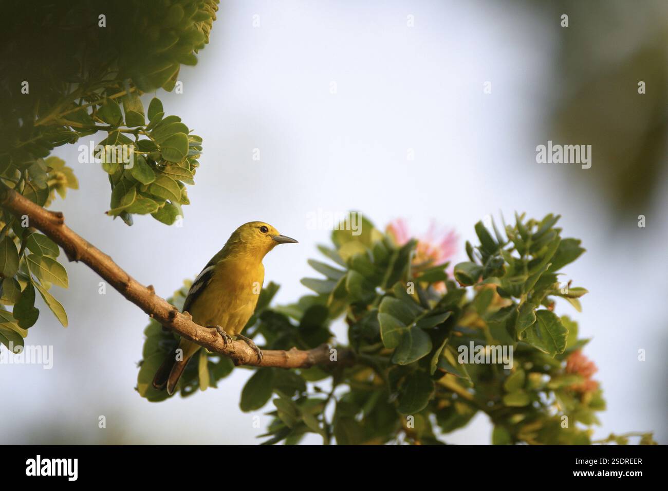 Bird, Common Iora Aegithina tiphia sitting on branch of mangrove swamps ...