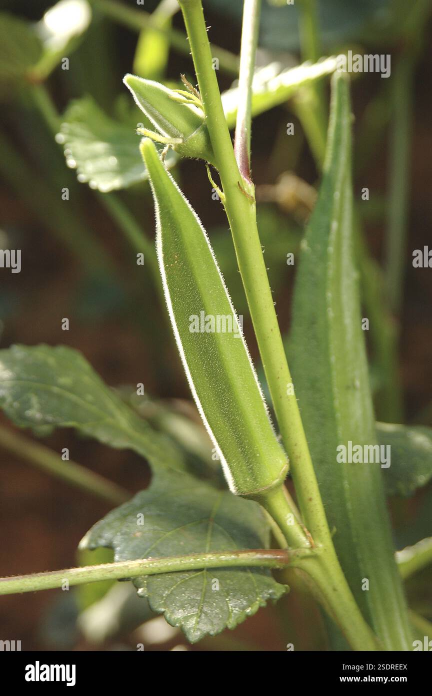 Vegetable, Okra Abelmoschus esculentus, Bhendi English Name Ladies ...