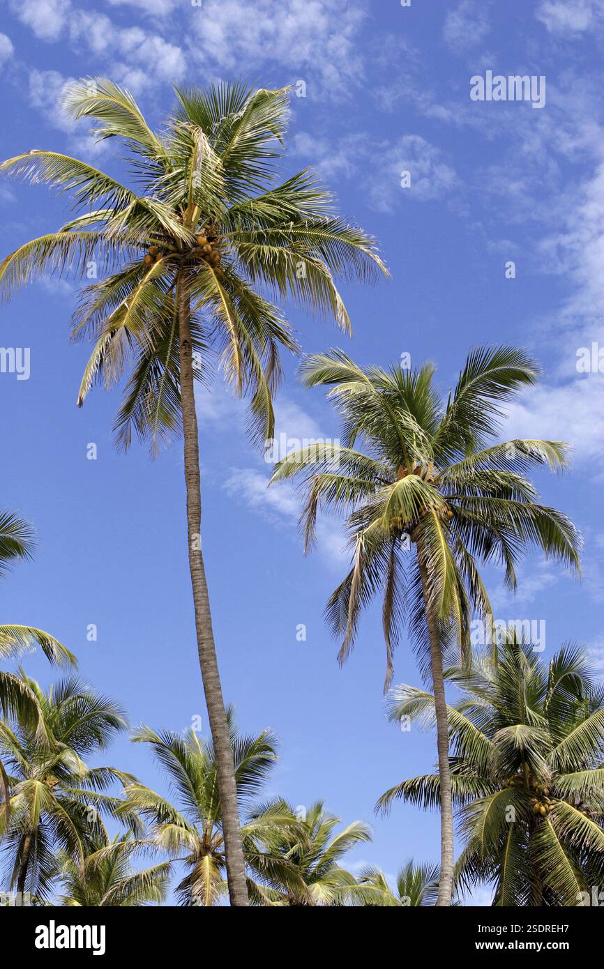 Coconut trees against blue sky, Village Bhogwe, Konkan, District ...
